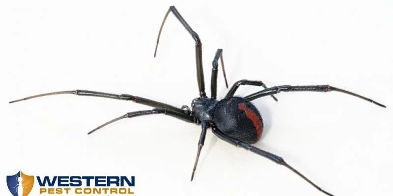 Common and Poisonous Spiders in Southern Utah | Picture Identification