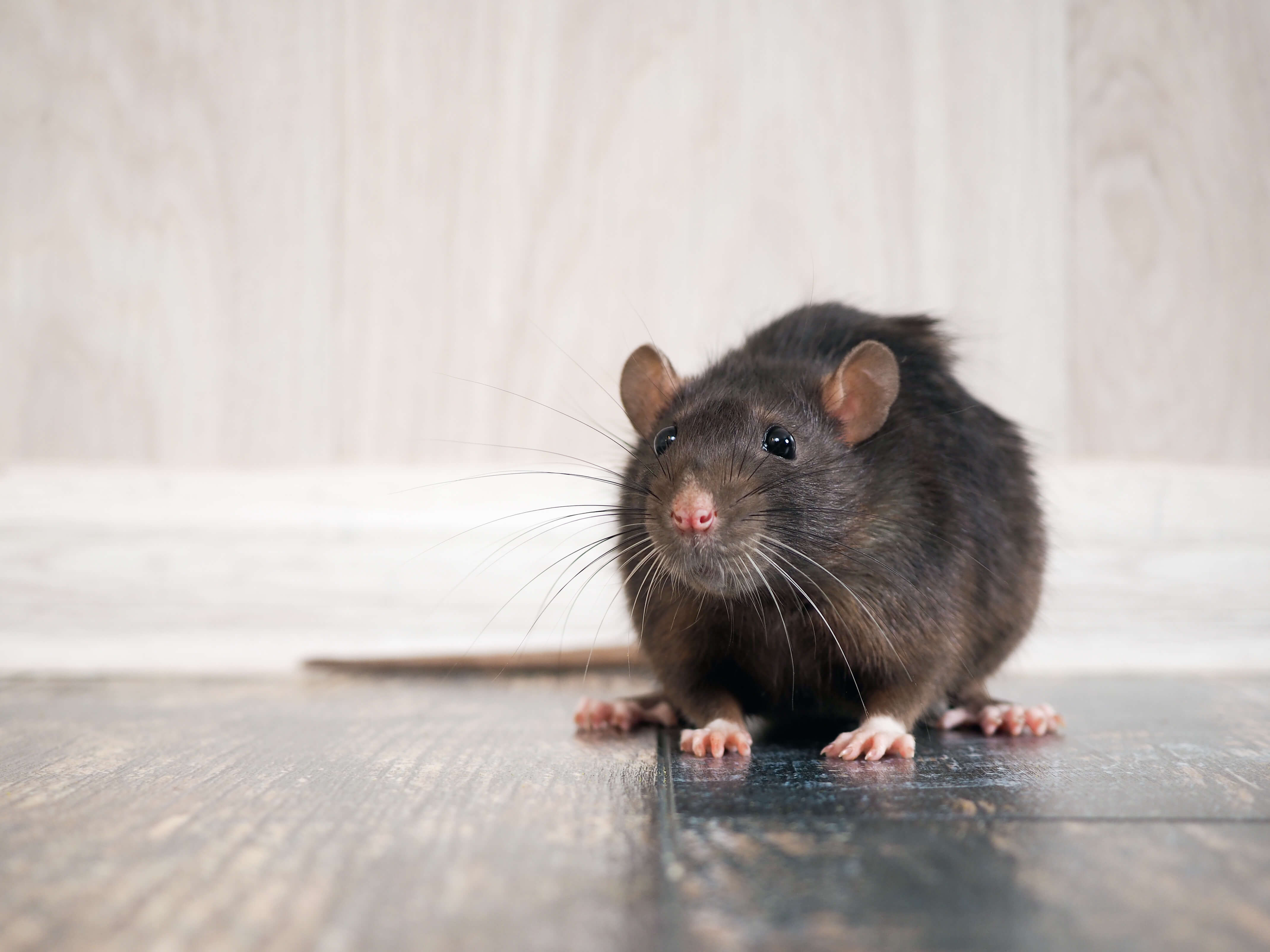 How to Get Rid of Roof Rats in Attics, Ceilings, and Walls for ...