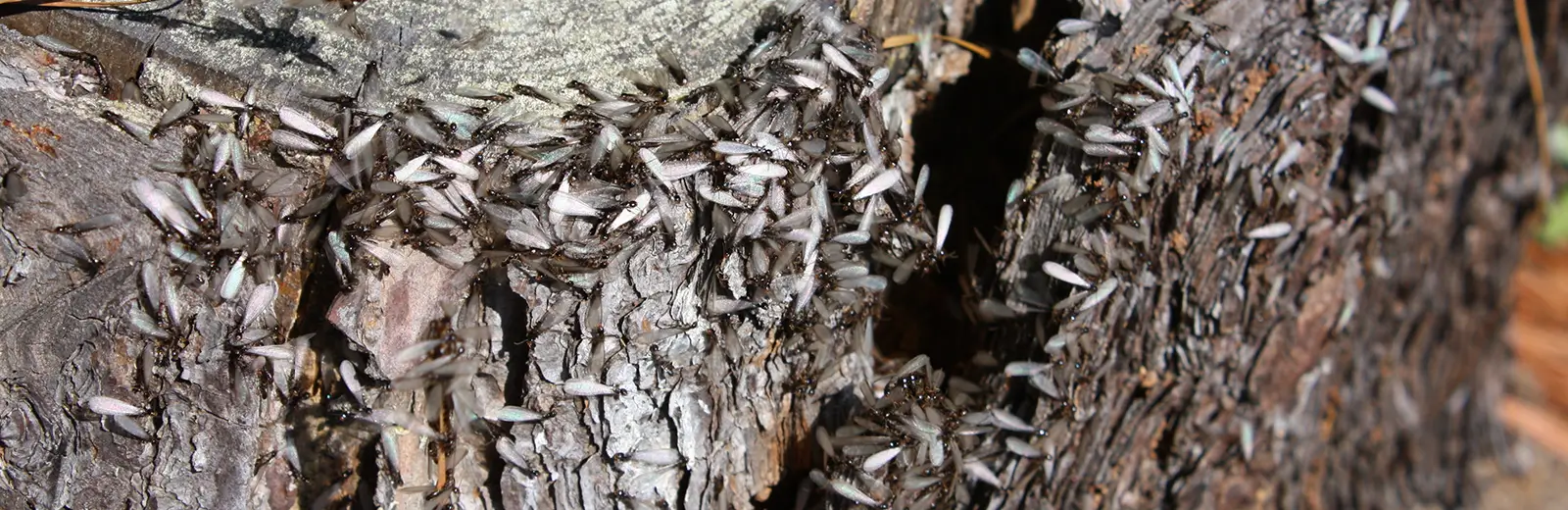 Flying Termites Vs Flying Ants Differences Identification Guide