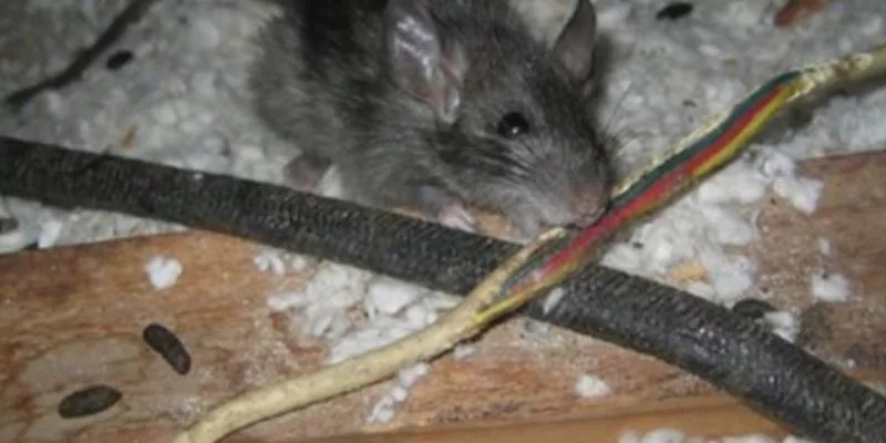 Rodents in Utah: The Truth | Western Pest Control