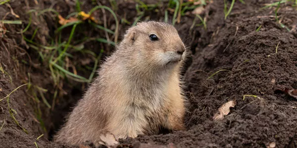 What is a Gopher? | Western Pest Control