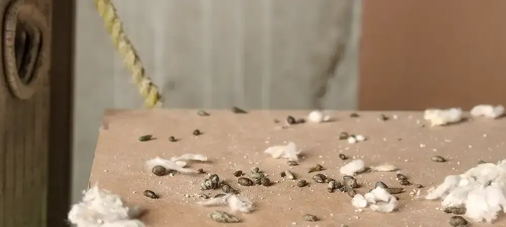 A Closer Look at Mouse vs. Rat Droppings: Identifying, Differentiating ...