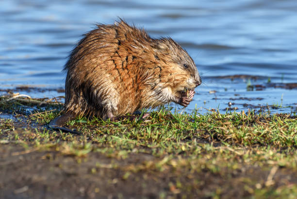 What Is A Muskrat and Is It Dangerous?